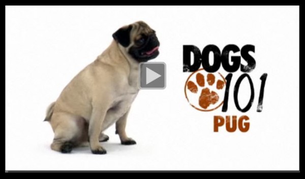 Dogs 101