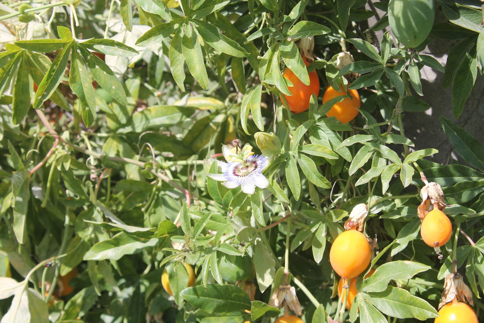 Fotos de mi barrio - Pictures of my neighborhood: Fruta de la pasión ...