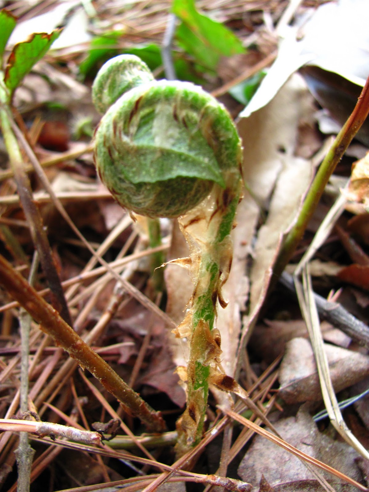 Ginny's garden: "O the green things growing"