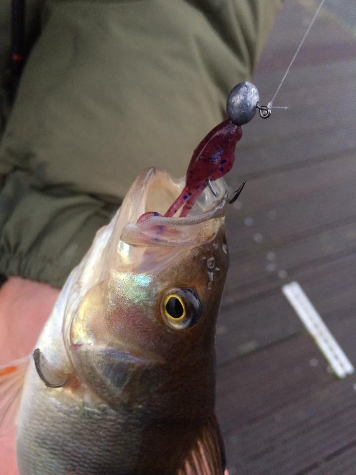 Snapbaits.co.uk Freshwater Predator Fishing Lure Angler