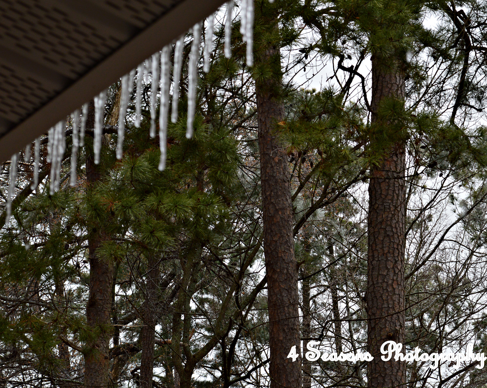 4 Seasons Photography: Capturing an Icy Winter