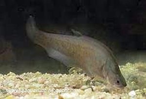 Belida sebagai ikan Hias | Peternakan Hamster Sugarglider dan Tikus Putih