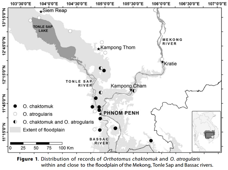 Species New to Science: [Ornithology • 2013] Orthotomus chaktomuk ...