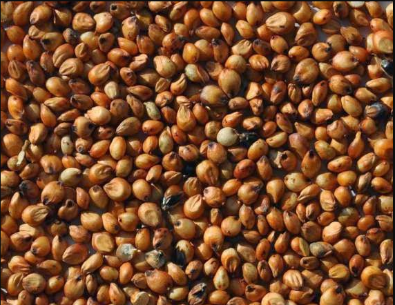 Komposisi Pakan Ayam Petelur Yang Baik - Beternak