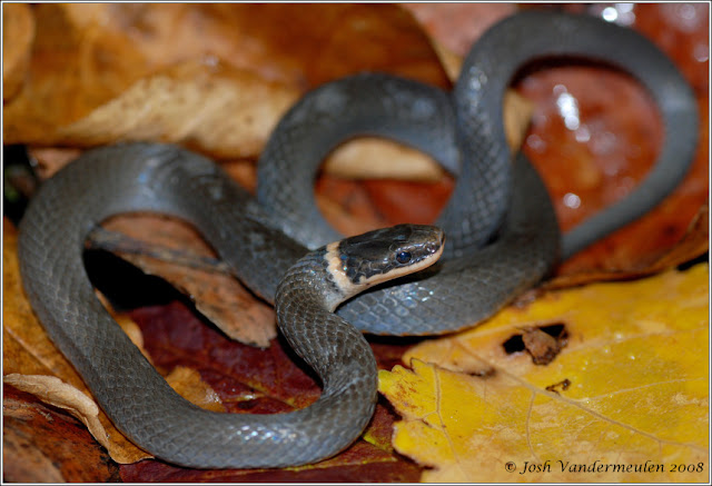 Explorations of an Ecologist: The snakes of Ontario - part 4