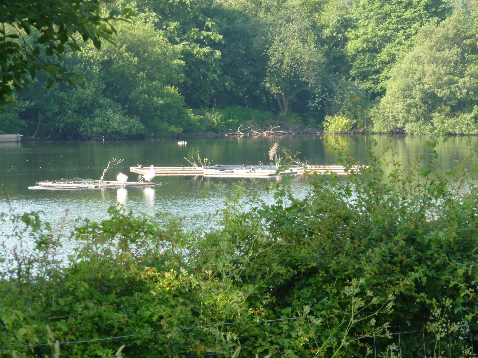 RAMBLER: Alkrington Woods - Middleton