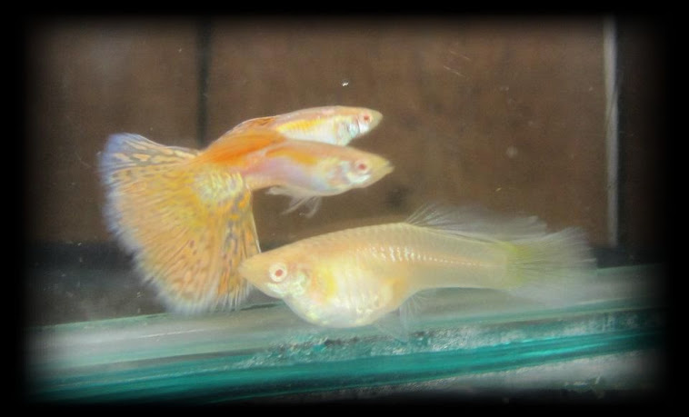 Jabra's Fancy Guppies: Updated Guppy Strains List