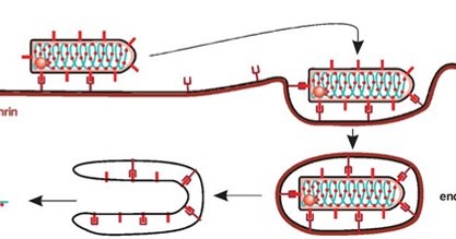 Siklus Replikasi Virus Rabies