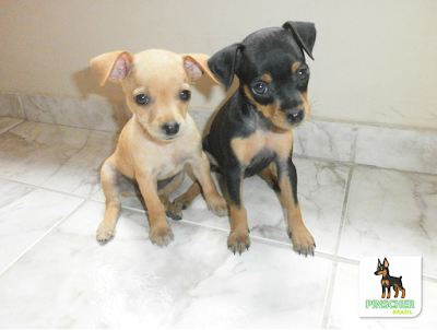 Pinscher Brasil: Pinscher: Conheça mais sobre essa raça