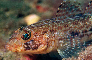 Morski: Ribe Jadrana