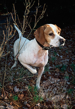 Câini de Vânătoare