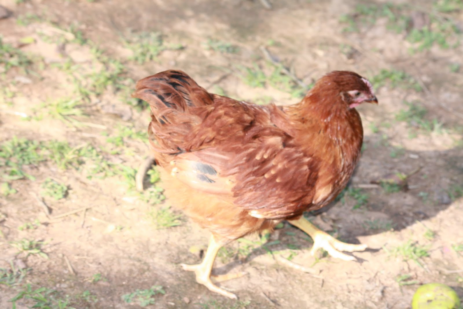 Scattering Seeds Farm: Young Rhode Island Red with rose comb (heritage ...