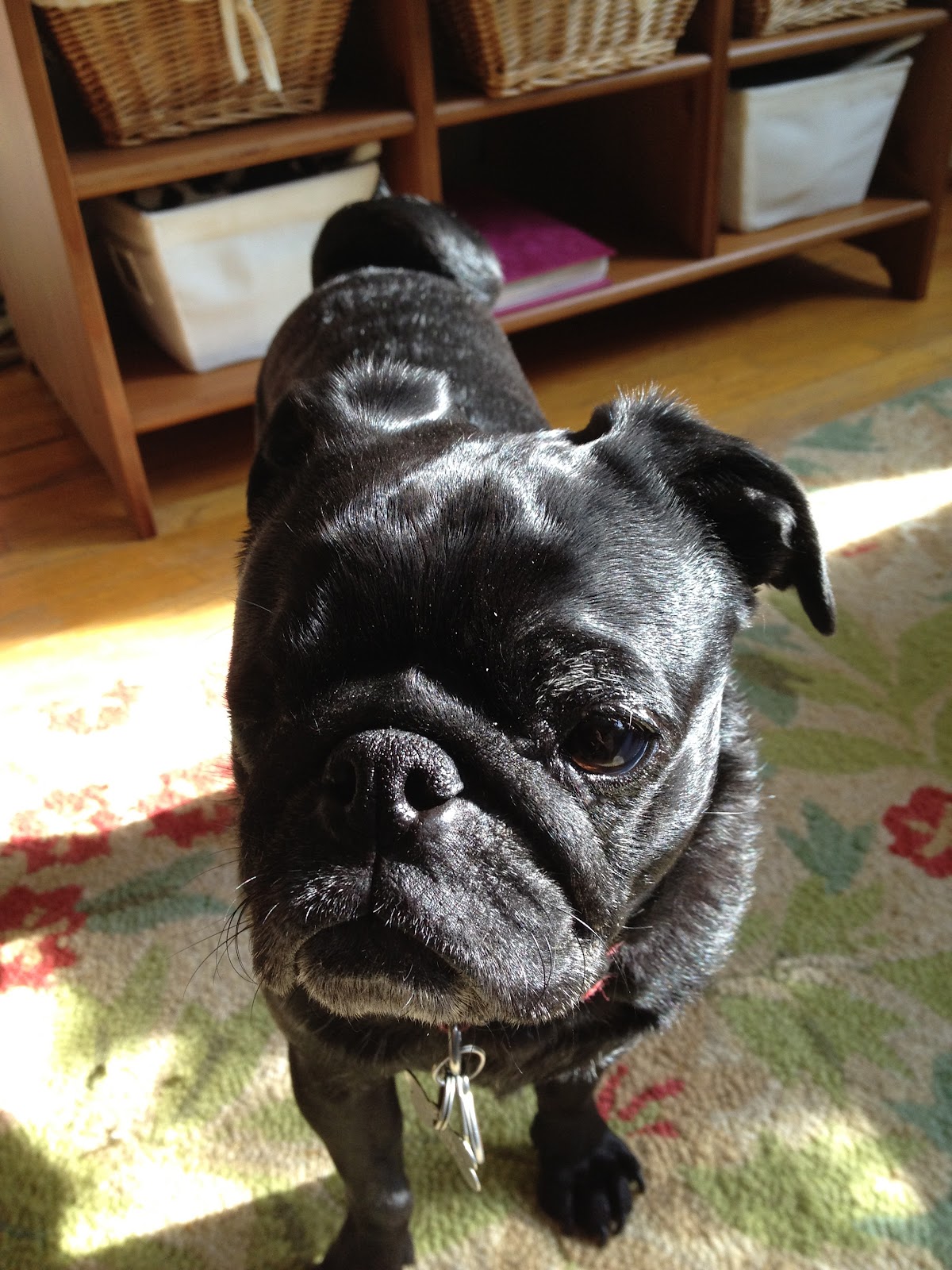 Frank The One Eyed Pug: Vacation!!!
