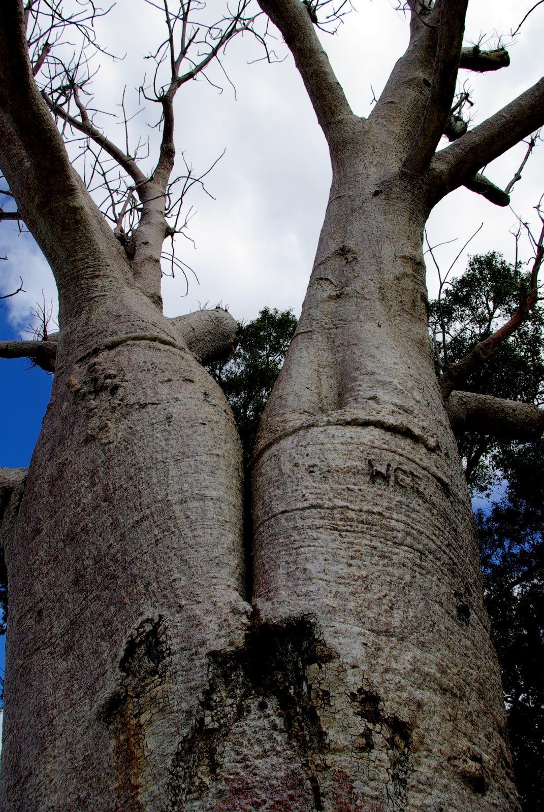 Perth Daily Photo : Gija Jumulu an indigenous gift.....!!