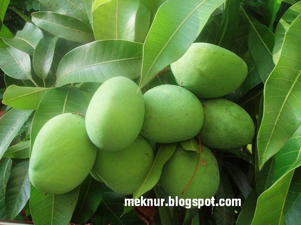 meknur.blogspot: Buah Pauh Ringan