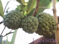 Tanaman Obat : SRIKAYA | Manfaat dan Khasiat