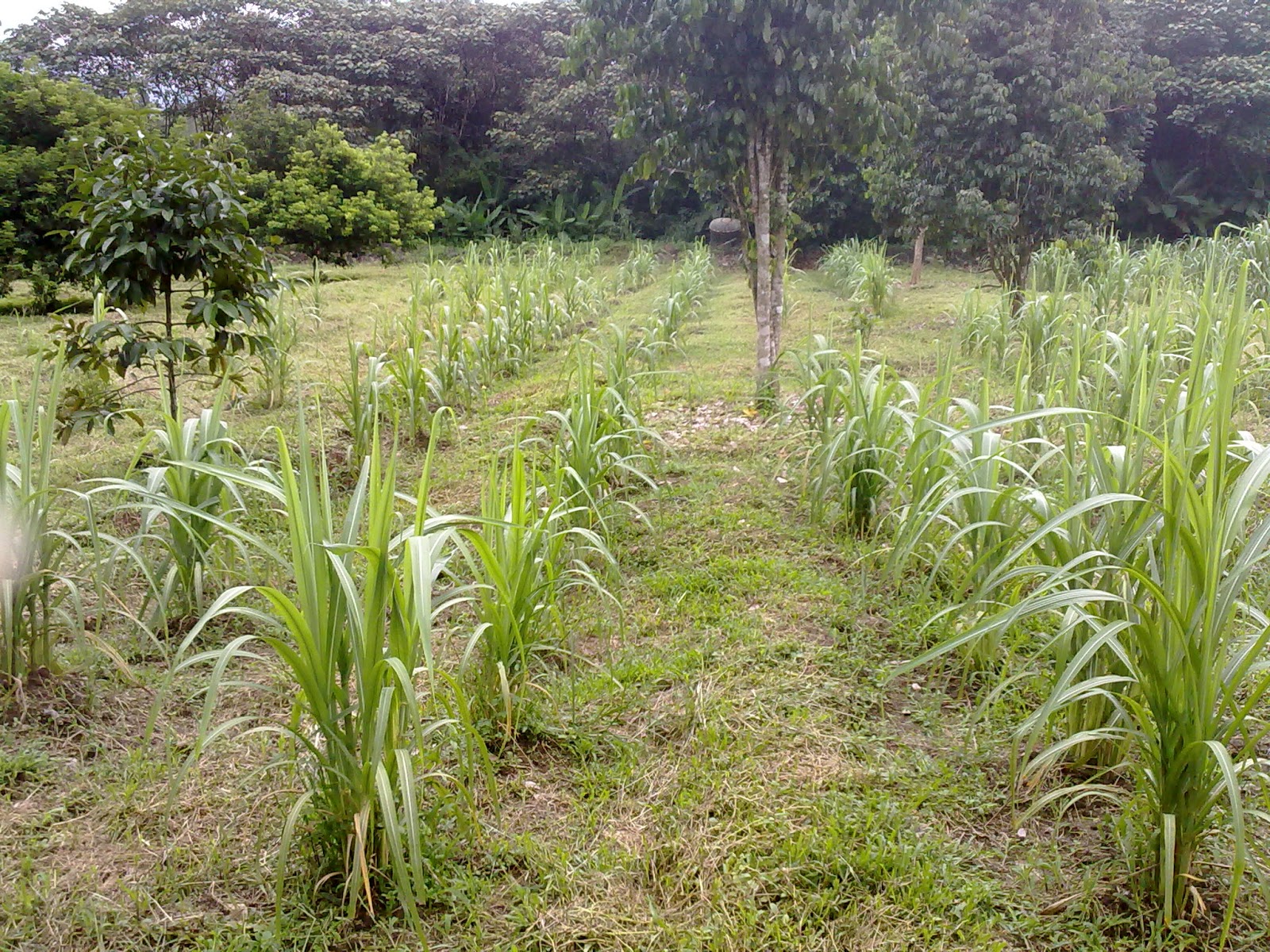 Pembekal Tebu : 3 bulan