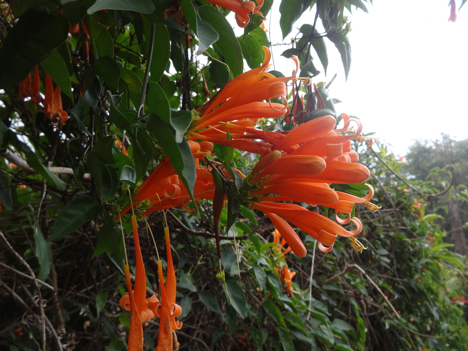 Herbs from Distant Lands: Pyrostegia venusta - Flame Flower, Golden ...