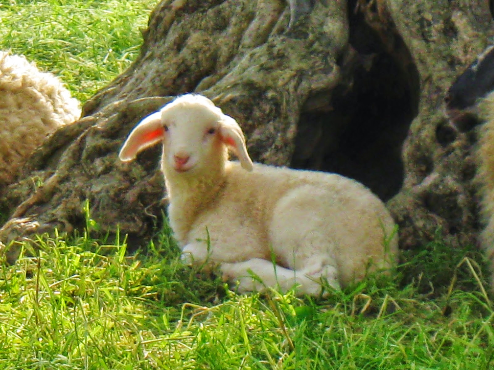 LA GRANJA DE ADRIANA: La vida de los corderitos.......