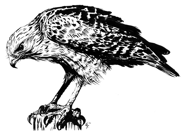 Red Shouldered Hawk | rachel draws