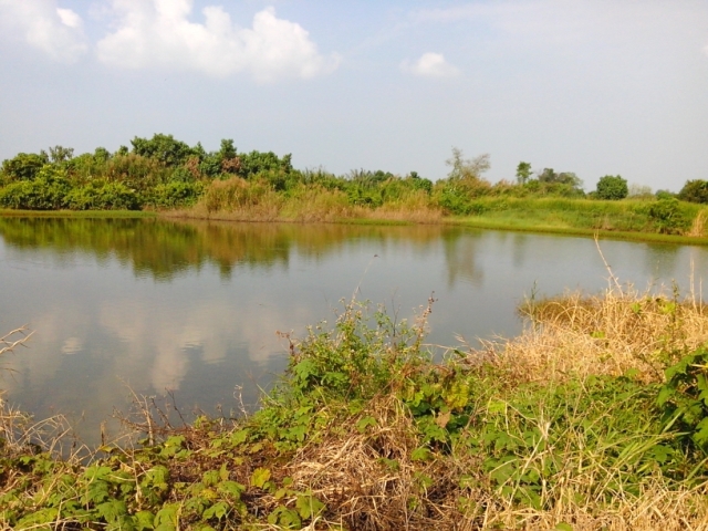 Bursa Property Sumatera Utara: Tanah tambak di desa lama hamparan perak