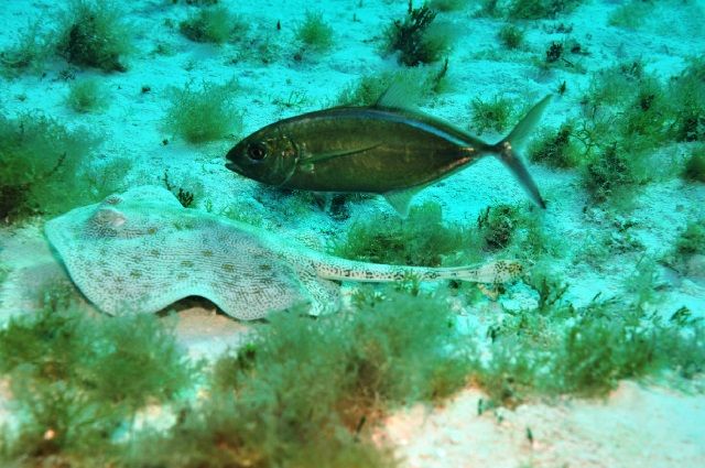 Gambar Ikan Pari dari Jenis Terbaik Beserta Nama Latin dan Inggrisnya