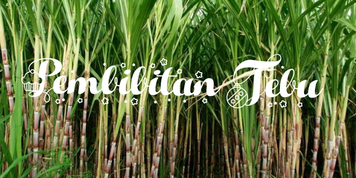 Cara Pembibitan Tebu Metode Single Bud Planting ( Memakai Satu Mata ...