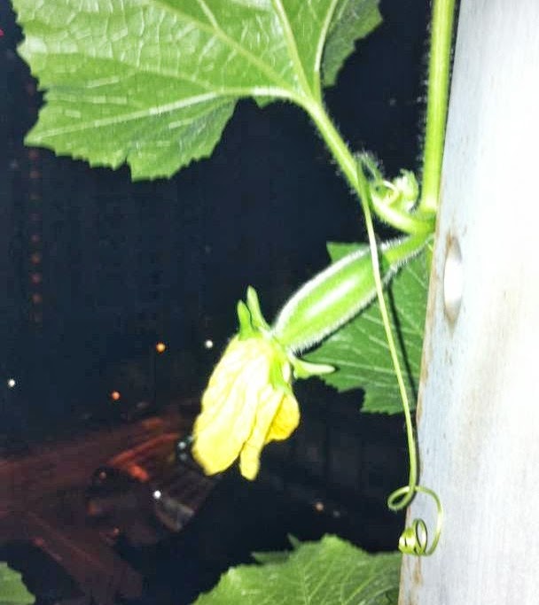 Singapore Plants Lover: Growing ChiQua In Container