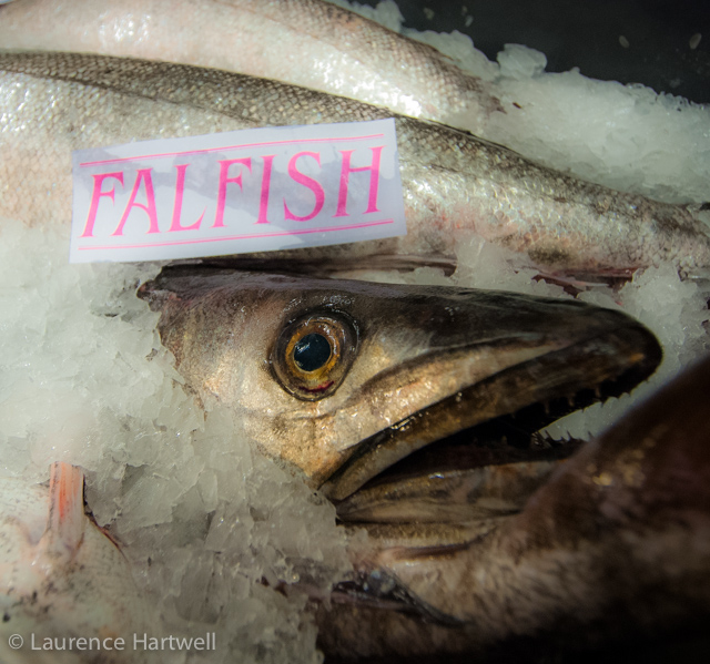 Through the Gaps! - Newlyn Fishing News: It's certainly a black # ...