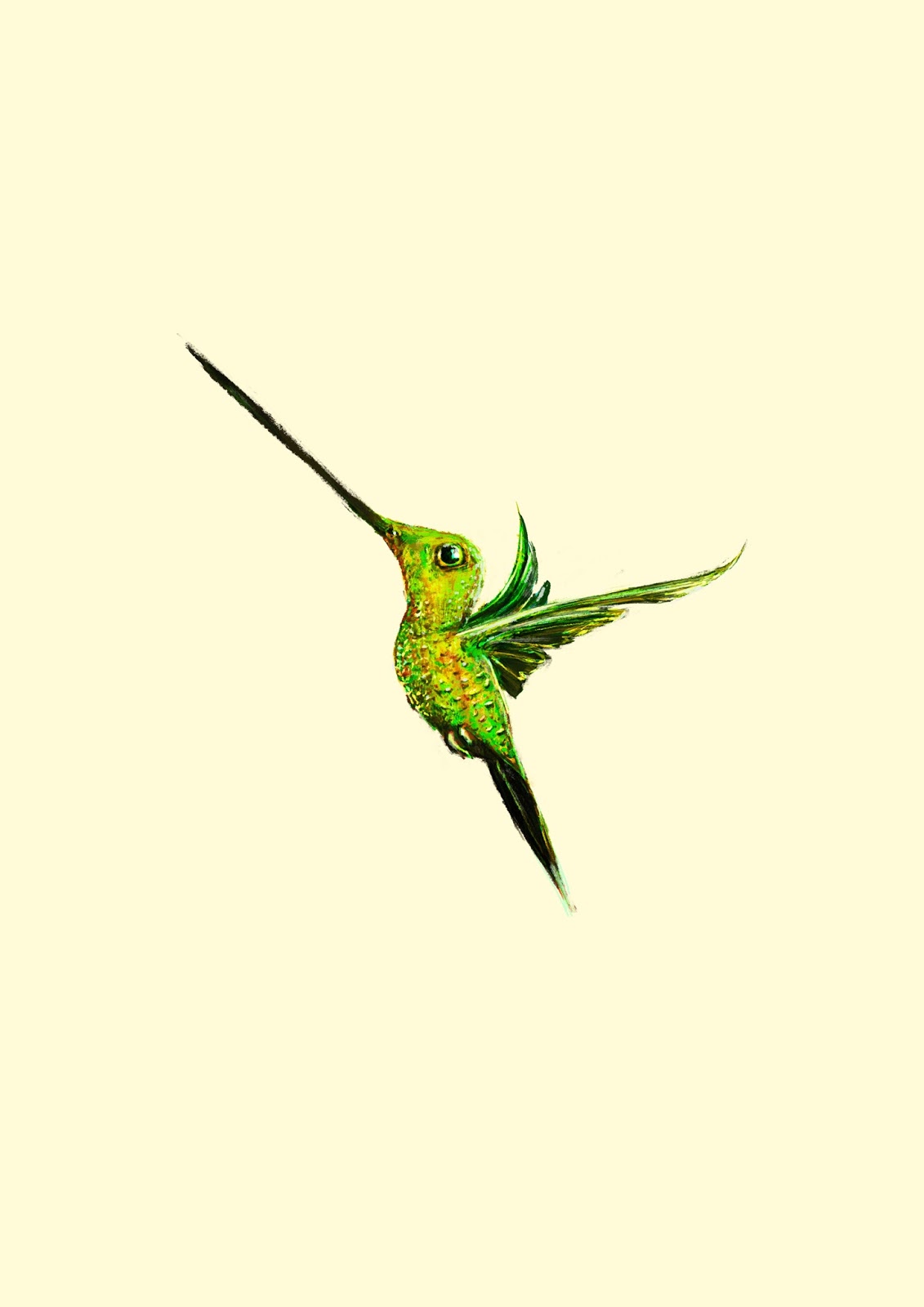 Colibrí Pico Espada - Carlos Alejandro Posada Legarda