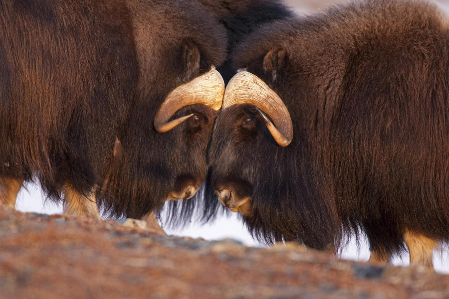The Muskox | Amazing Creature Facts & Photographs | The Wildlife