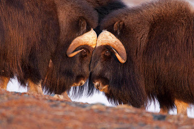 The Muskox | Amazing Creature Facts & Photographs | The Wildlife