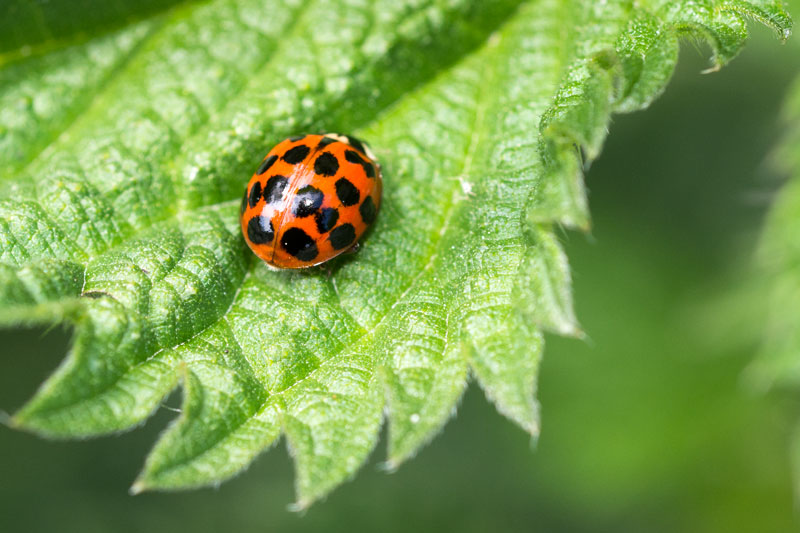 Macrophoto plaisir passion: Coccinelle 18 points, Harmonia axyridis