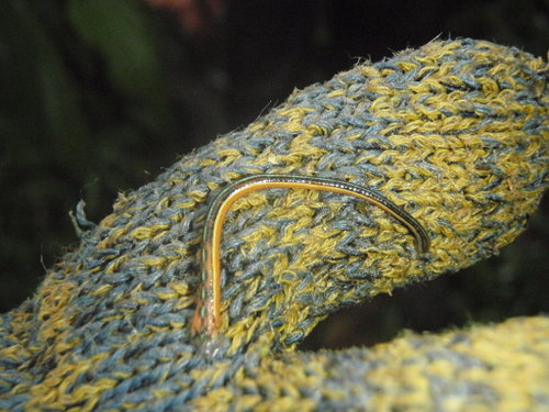 Akyatera Bundokera: Bloody Hell! : Limatik Encounters