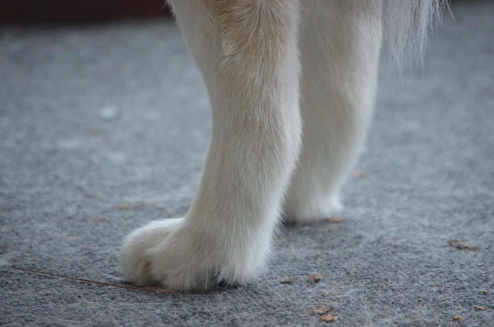 A Tale of Two Huskies: Huskies Paws & Tails