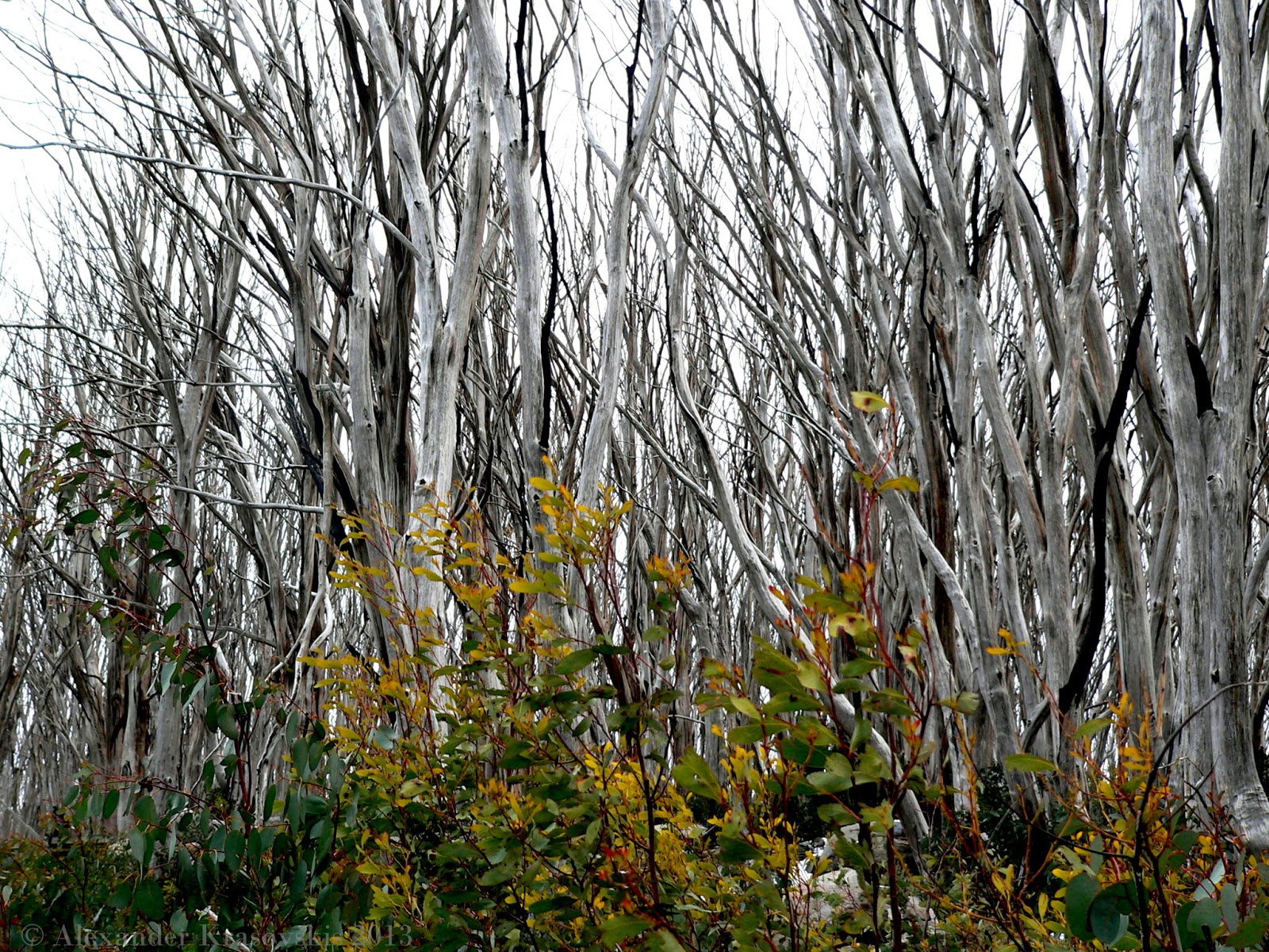 Aggregata Plants & Gardens: August 2013