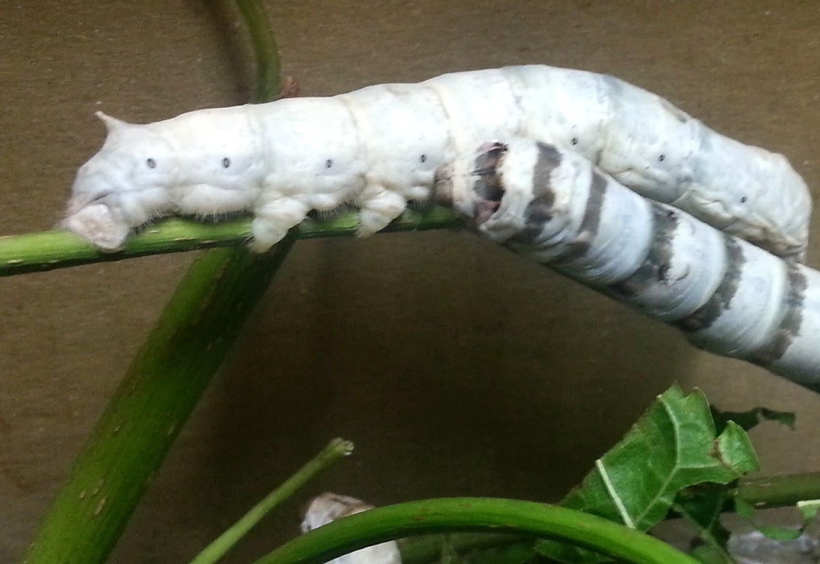 Amazing Silkworms: Anatomy of the Silkworm Larva (Part 2)
