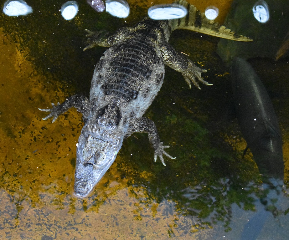 ZOOTOGRAFIANDO (6.100 ANIMALS): CAIMÁN DE ANTEOJOS / SPECTACLED CAIMAN ...