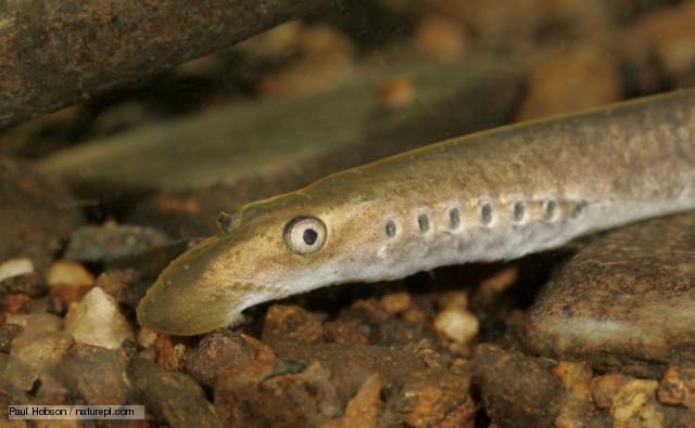 Behind the French Menu: Lamprey in French cuisine.