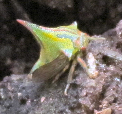 Foto Blog Puerto Rico: Foto Insecto Verde