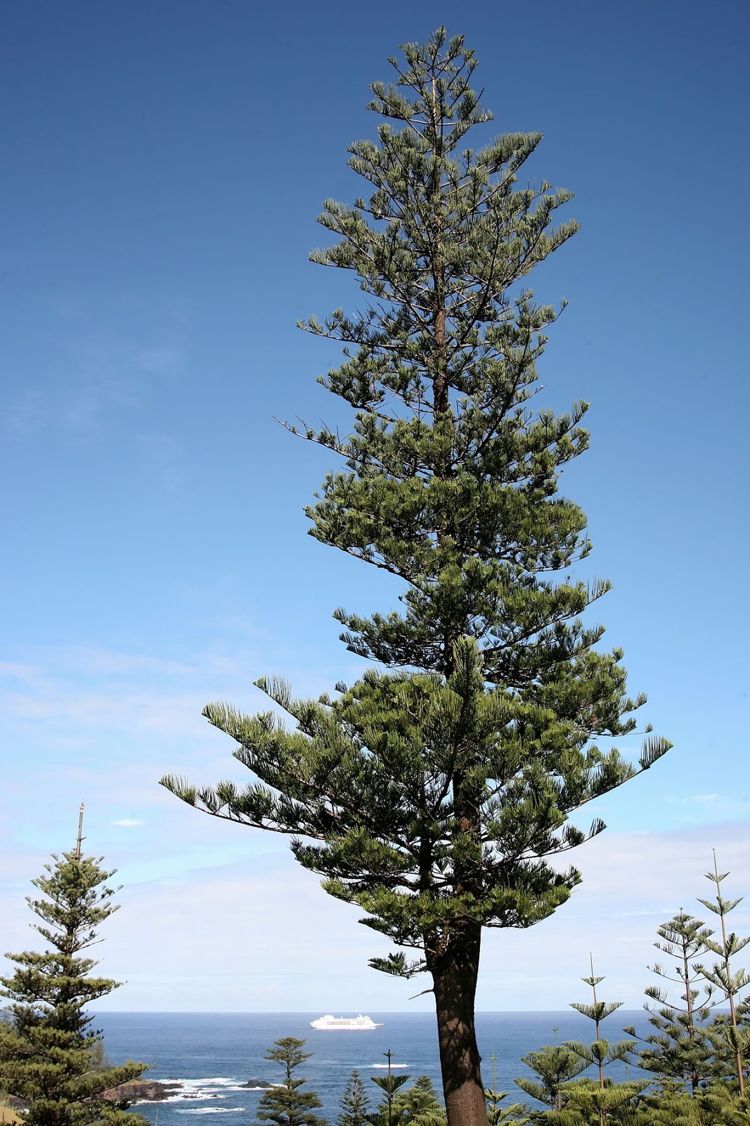 Araucaria heterophylla «Pino de Norfolk» - Id Plantae