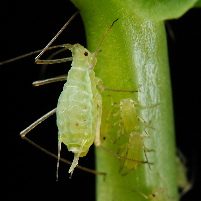 LOPHOPHORA: Mummified aphids - an aphid parasitoid at play ...