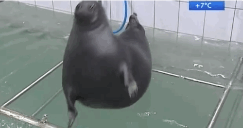 Funny animal gifs - part 166 (10 gifs) | Amazing Creatures