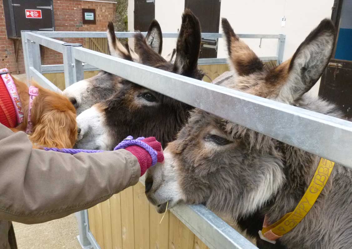 Soggibottom: Donkey Managment for pups