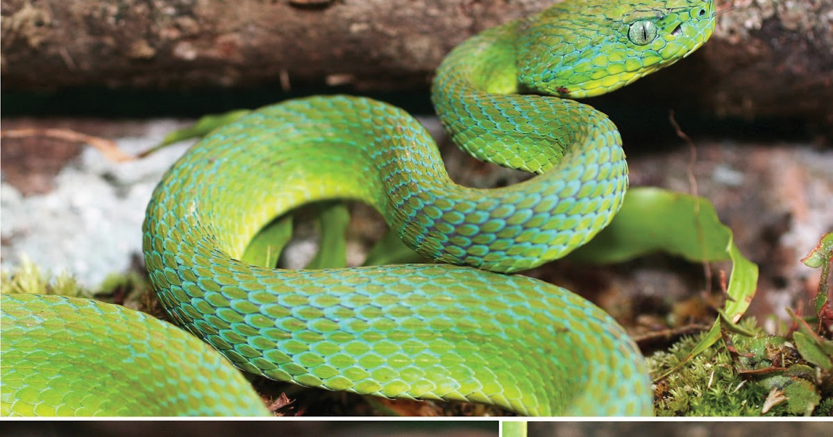 Species New to Science: [Herpetology • 2013] Bothriechis guifarroi ...