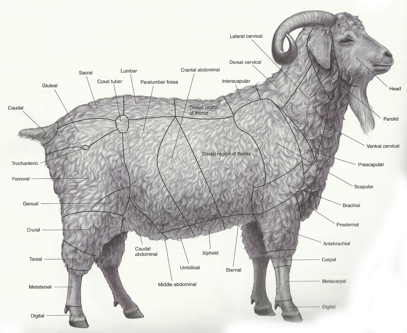 Archer's Acres: Anatomy : Capra hircus