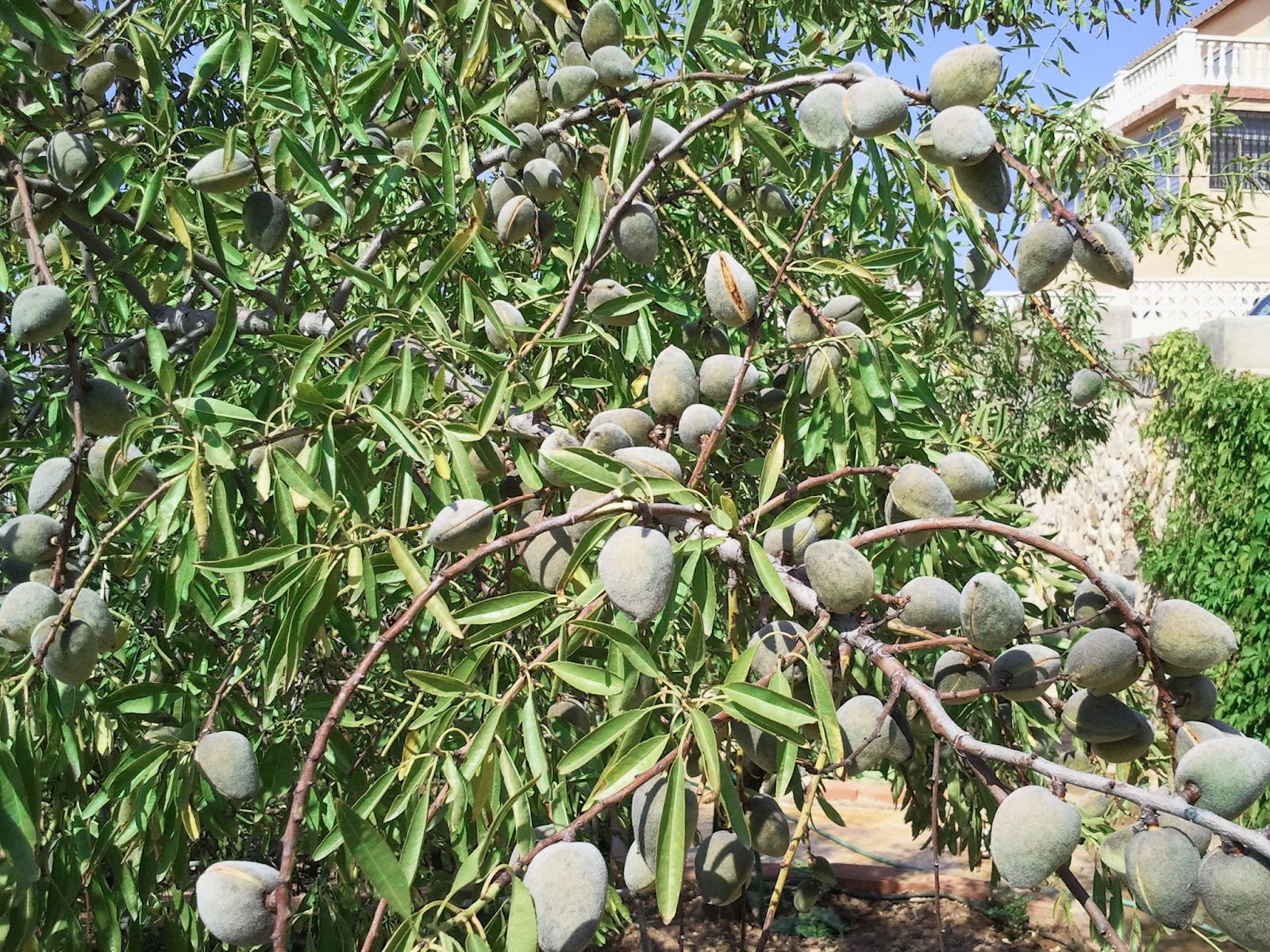 Todo sobre mi Huerto: Almendras y Uvas