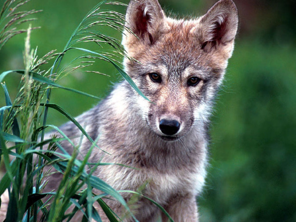 Grupo Escoteiro Campos Gerais (92-PR): 04 de Outubro - Dia do Lobinho