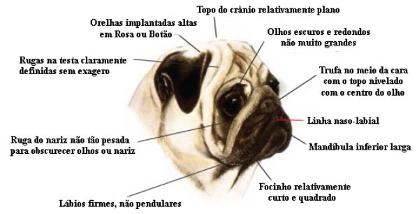 PUG - TUDO SOBRE A RAÇA PUG: História da origem do Pug