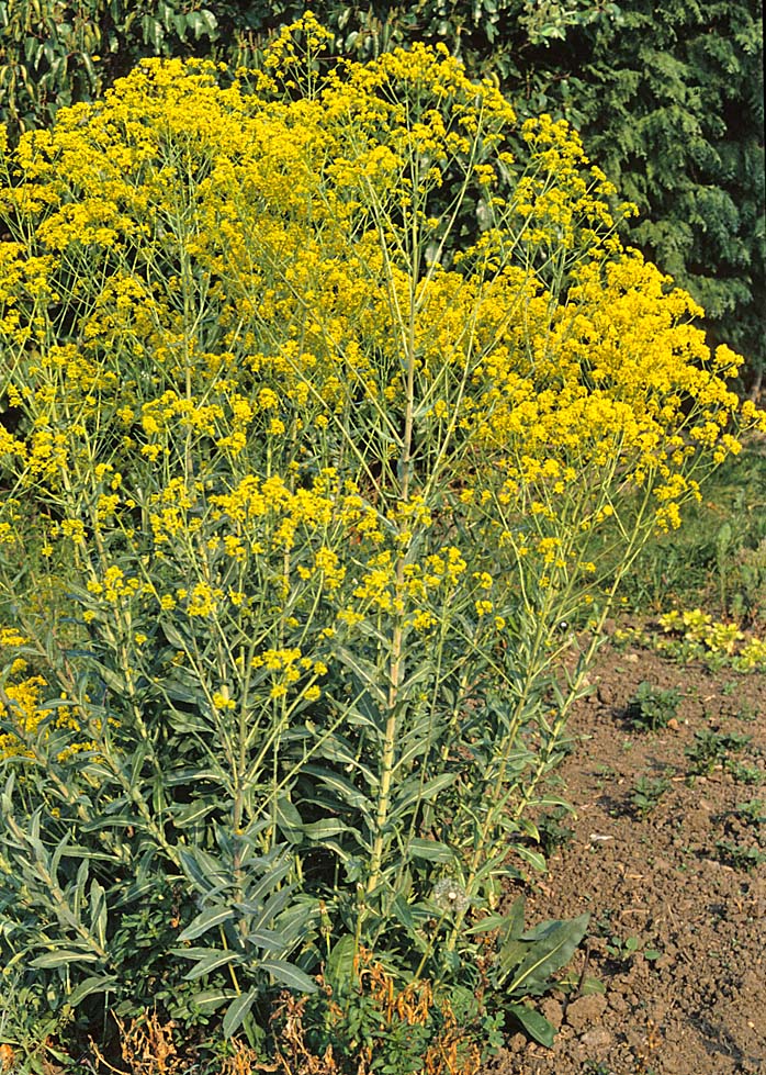 A Digital Botanic Garden: Woad, Isatis tinctoria, Brassicaceae
